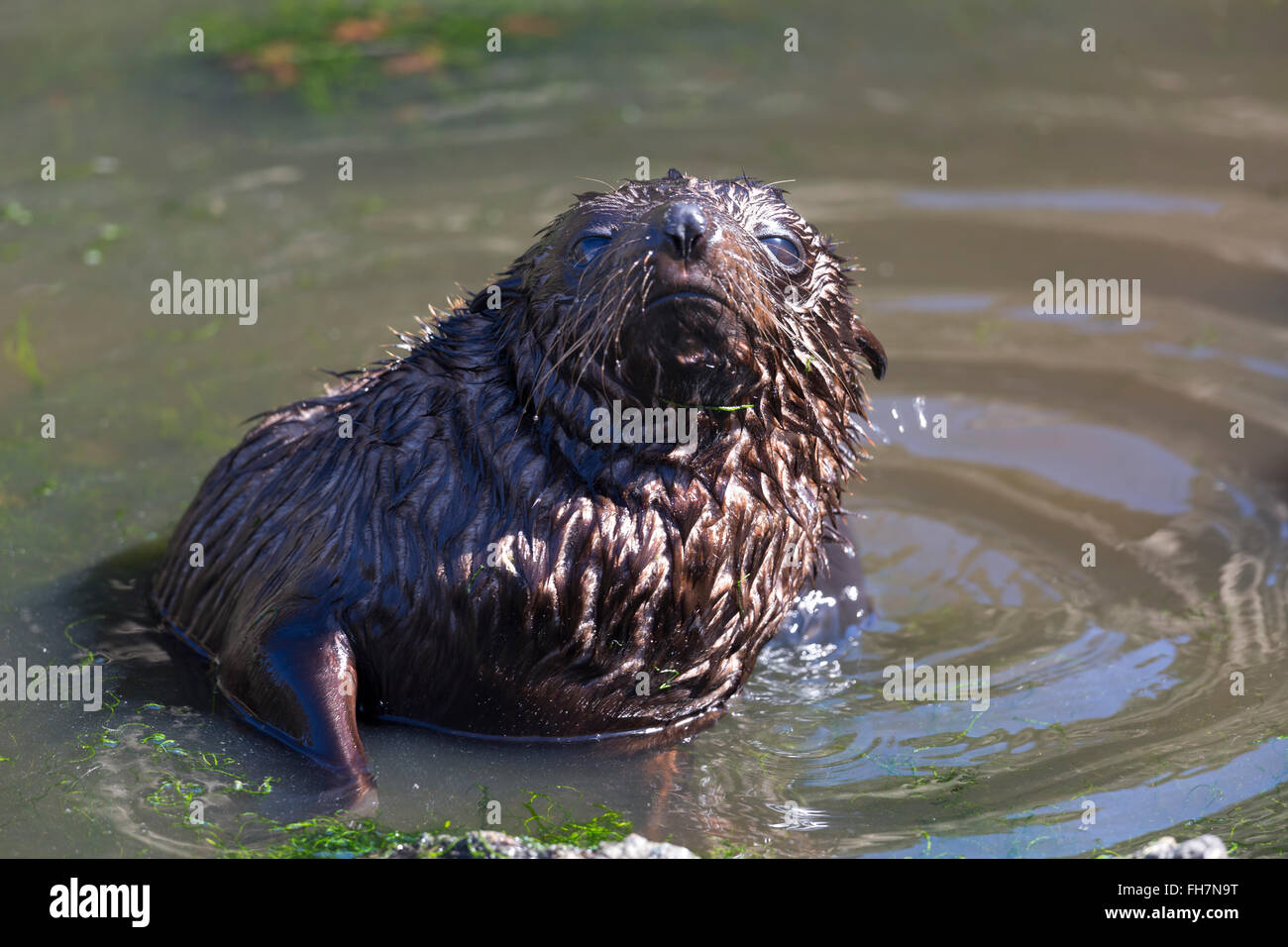 New Zealand Fur Seals of Kekeno at New Zealand , Asia Pacific Stock ...