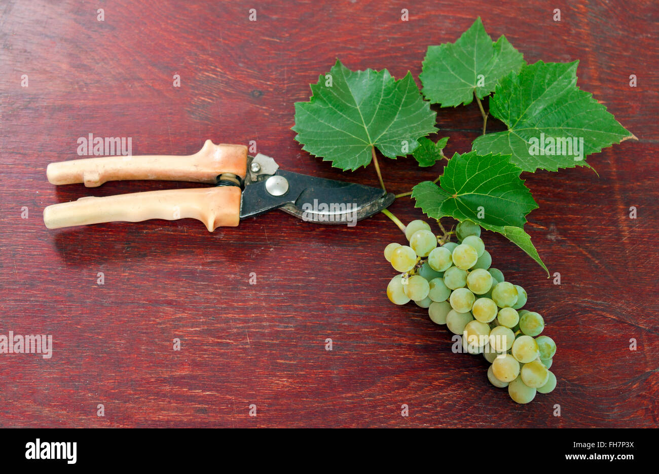 Grape scissors hi-res stock photography and images - Alamy