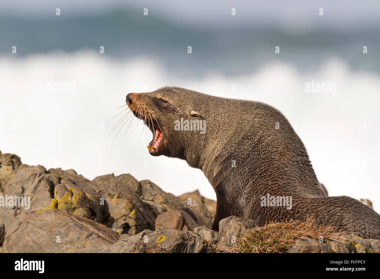 New Zealand Fur Seals of Kekeno at New Zealand , Asia Pacific Stock ...