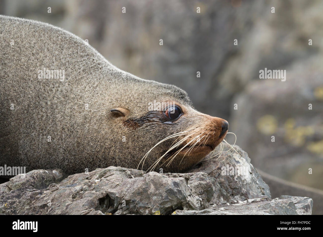 New Zealand Fur Seals of Kekeno at New Zealand , Asia Pacific Stock ...
