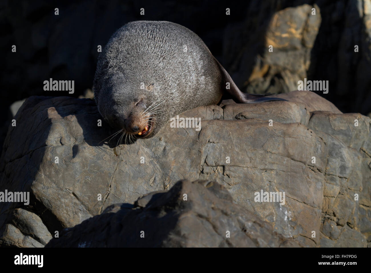 New Zealand Fur Seals of Kekeno at New Zealand , Asia Pacific Stock ...