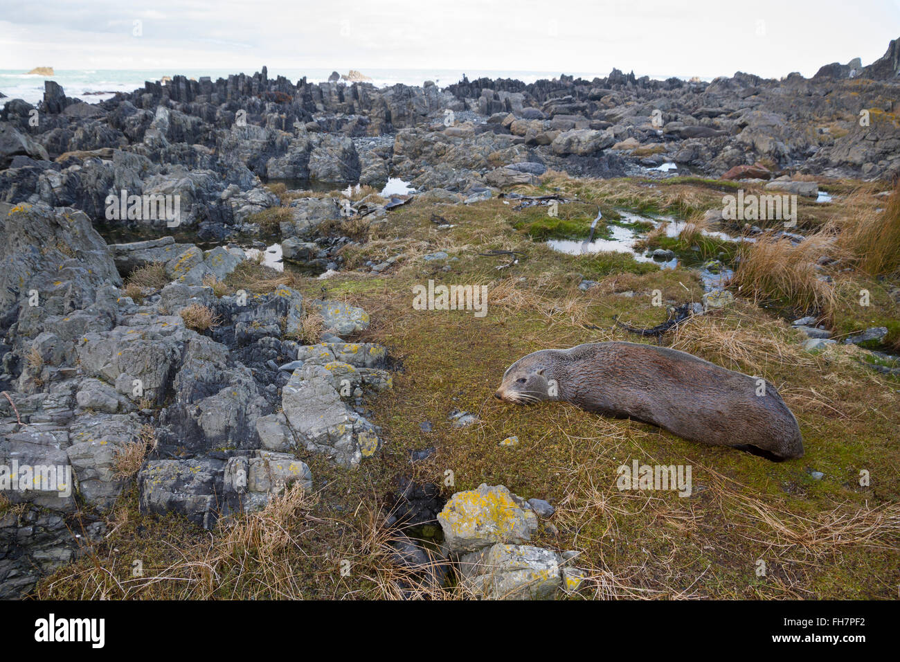 New Zealand Fur Seals or Kekeno at New Zealand Asia Pacific Stock Photo ...