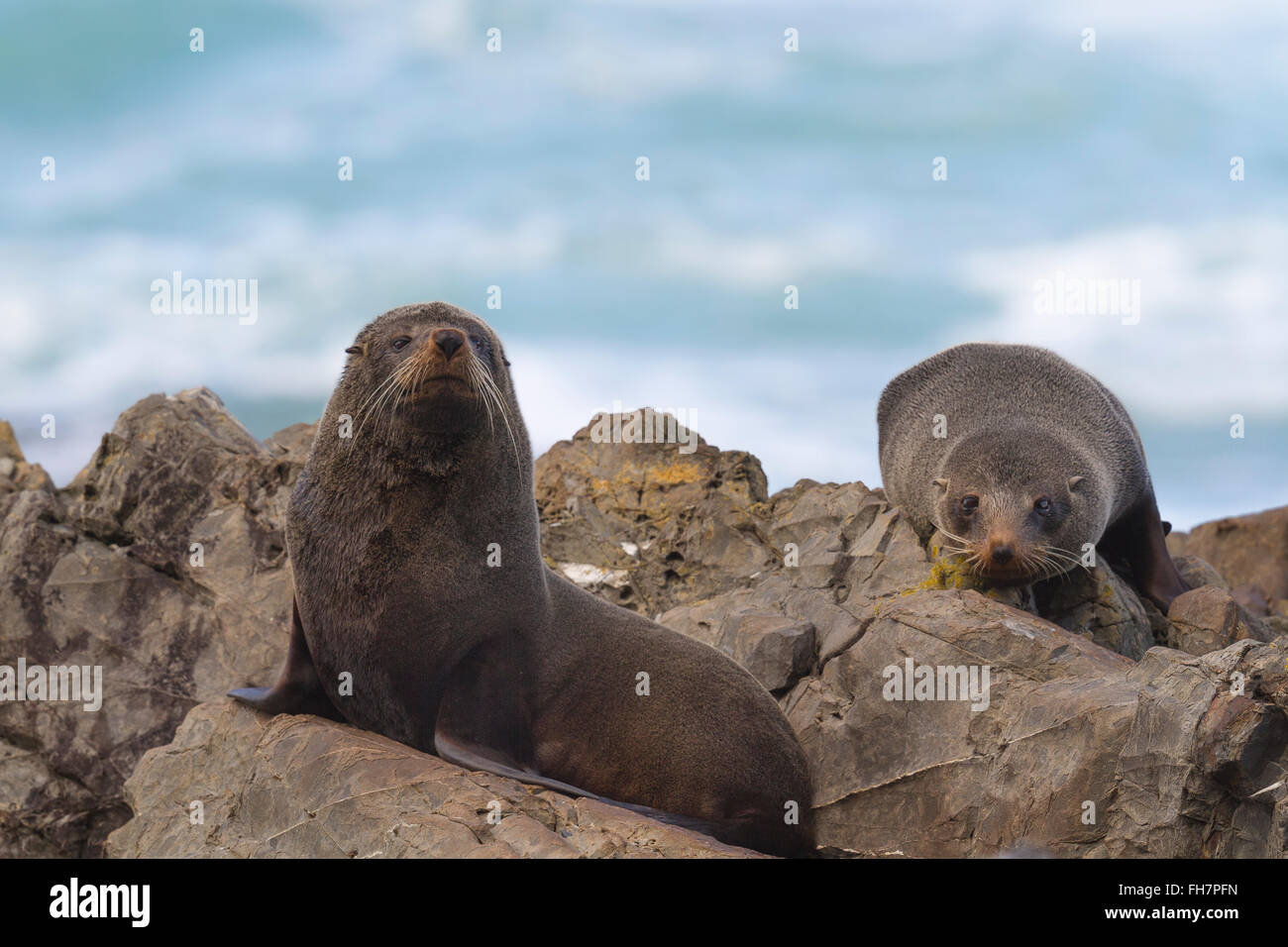 New Zealand Fur Seals of Kekeno at New Zealand , Asia Pacific Stock ...