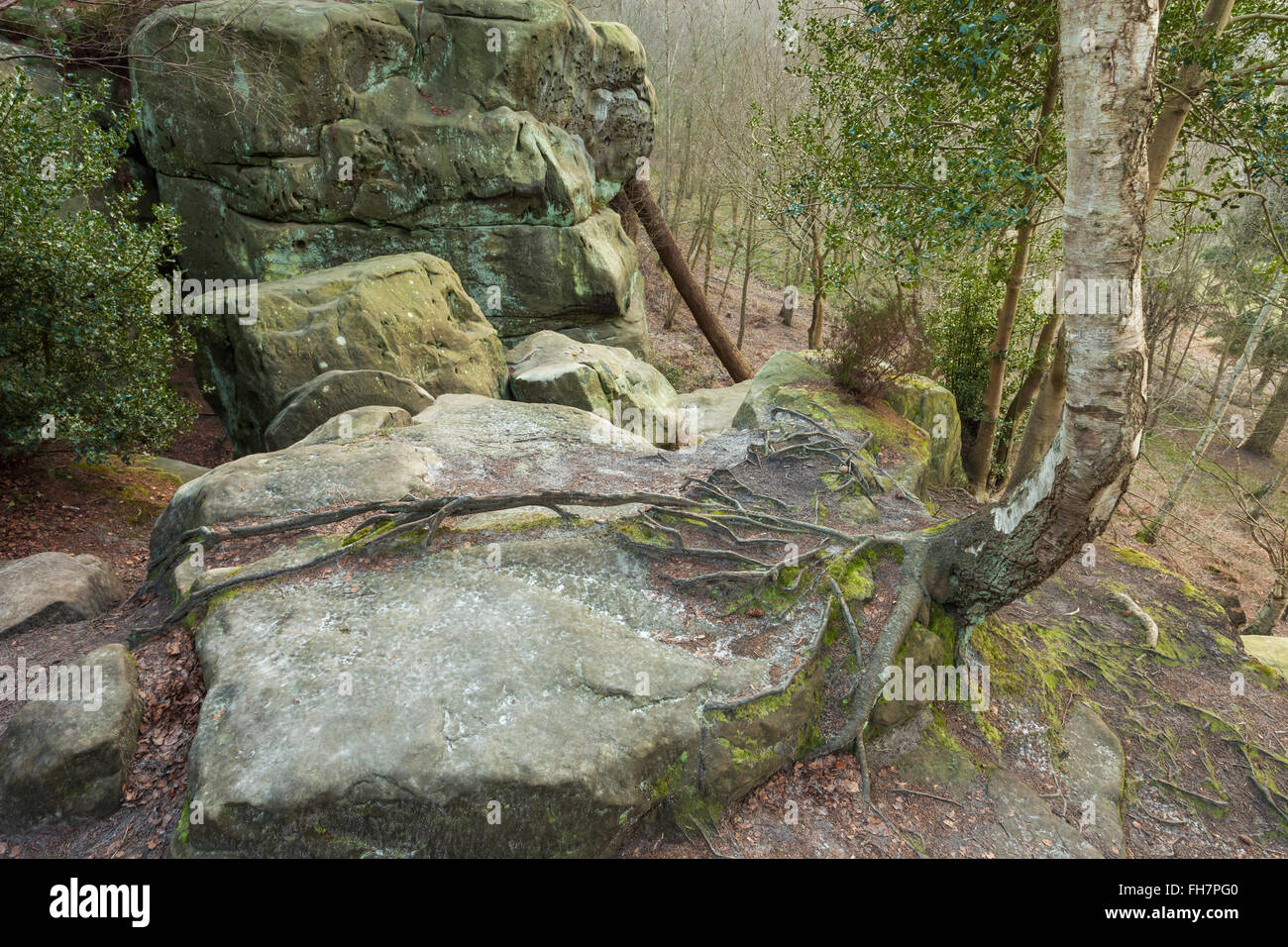 Evening at Harrison's Rocks, sandstone outcrop near Groombrisdge, East ...