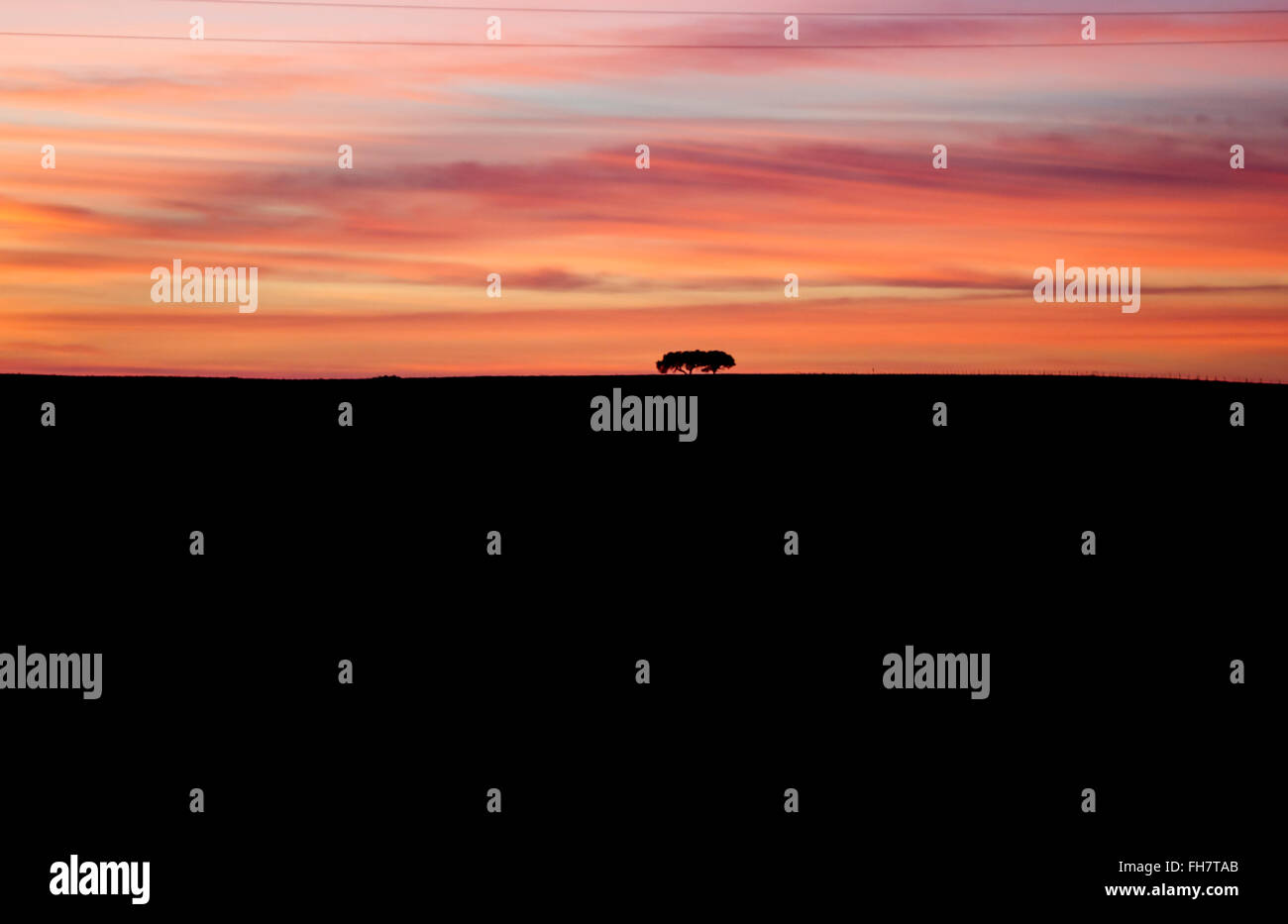 Dusk trees hi-res stock photography and images - Alamy