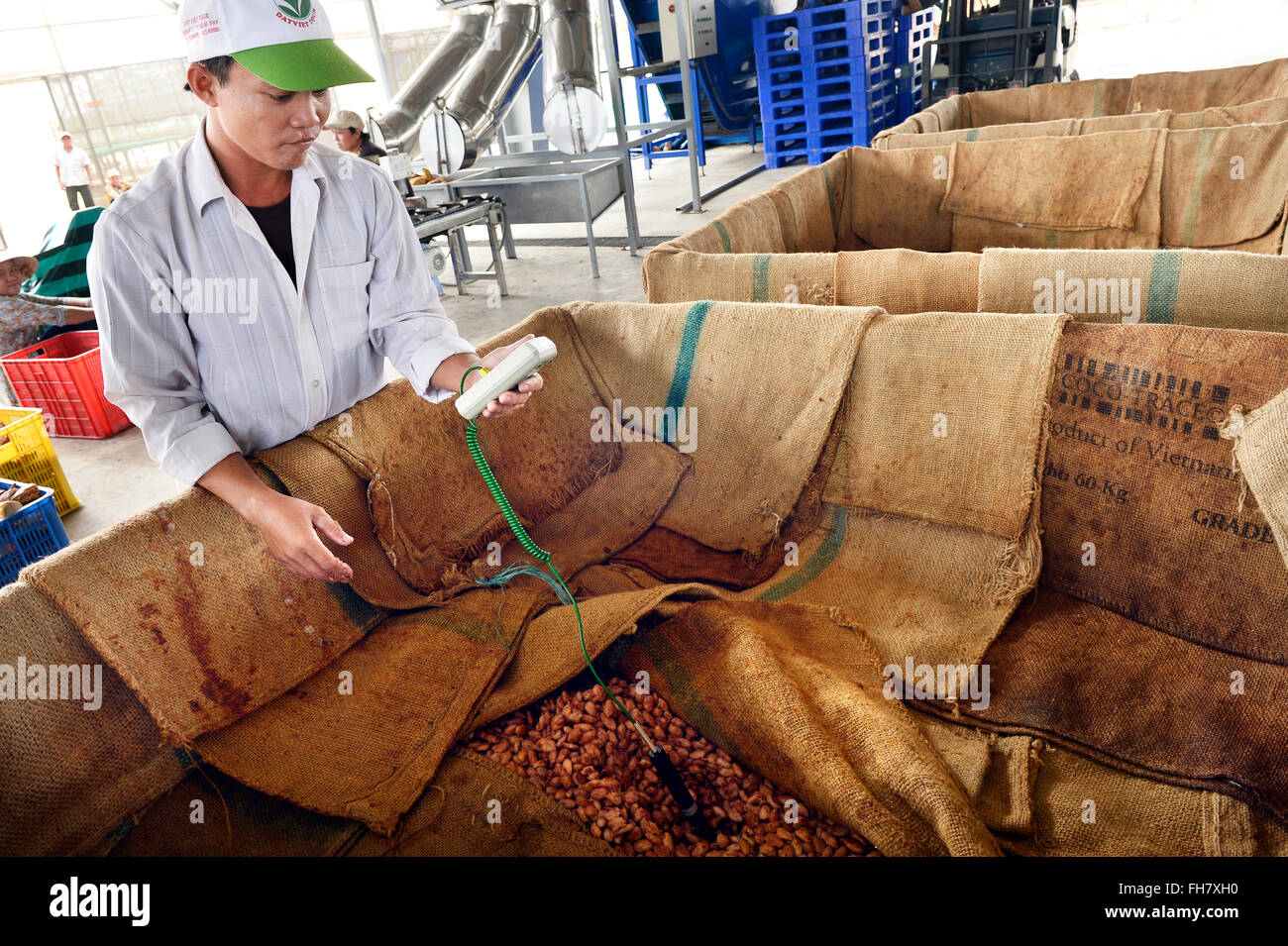 Cocoa farming in Ben Tre province, Vietnam Stock Photo - Alamy