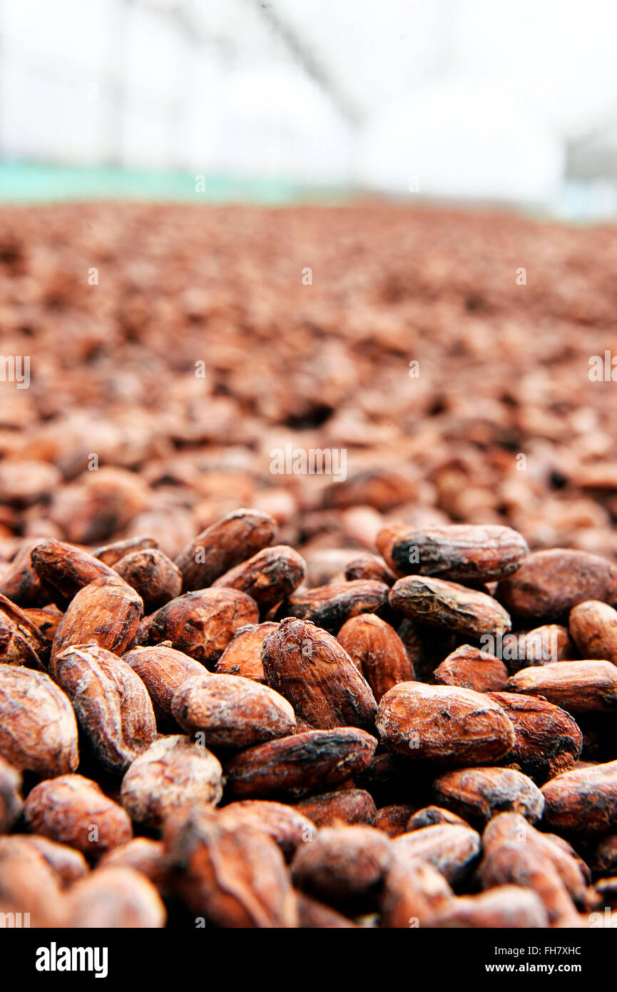 Cocoa trees workers hi-res stock photography and images - Alamy