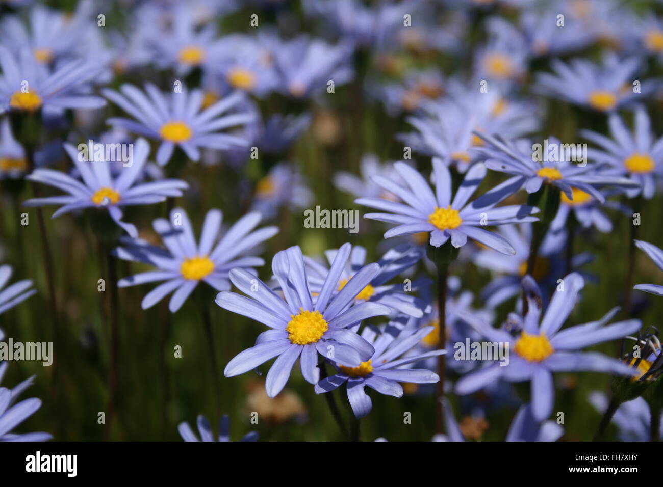 Blue daisies hi-res stock photography and images - Alamy