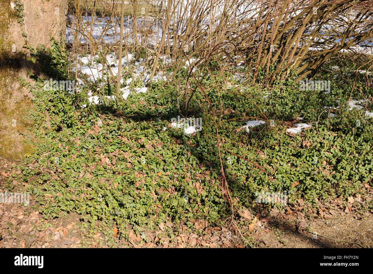 Creeping evergreen hi-res stock photography and images - Alamy