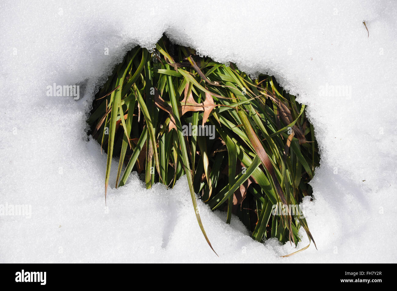 Great wood rush luzula sylvatica hi-res stock photography and images ...
