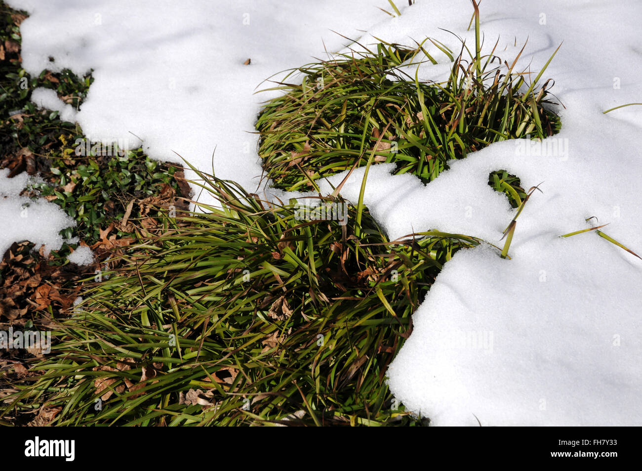 Great wood rush luzula sylvatica hi-res stock photography and images ...