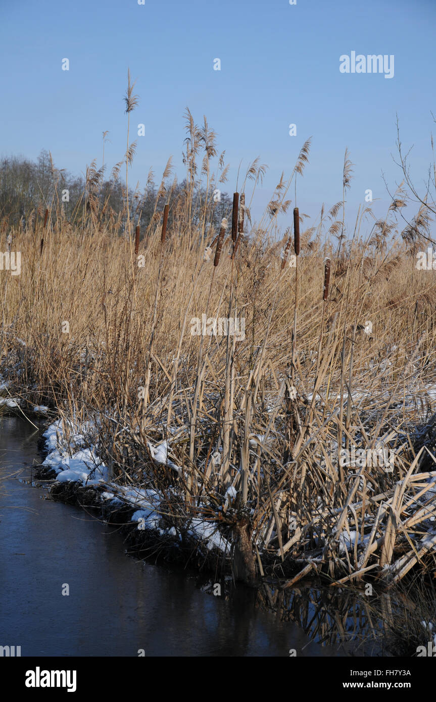 Bulrush leaf hi-res stock photography and images - Alamy