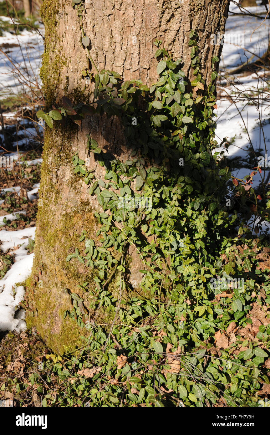 Creeping evergreen hi-res stock photography and images - Alamy