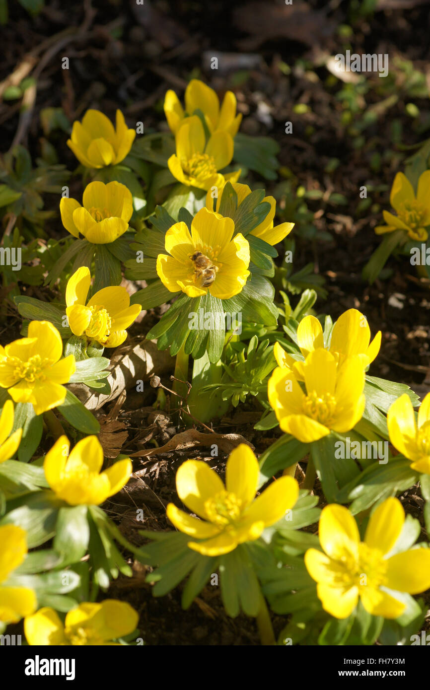Winterling biene hi-res stock photography and images - Alamy
