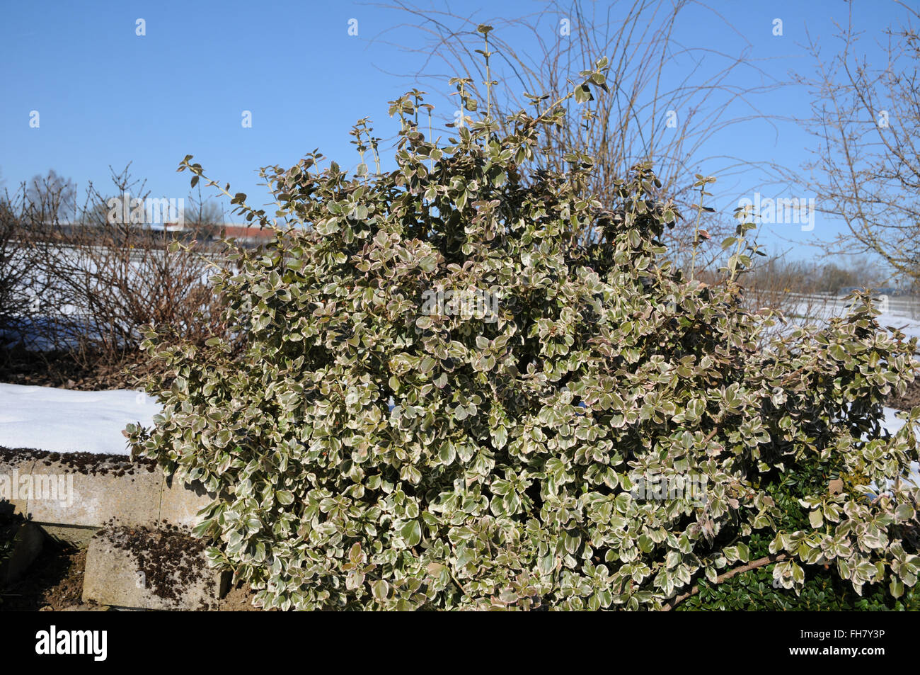 Creeping shrubs hi-res stock photography and images - Alamy