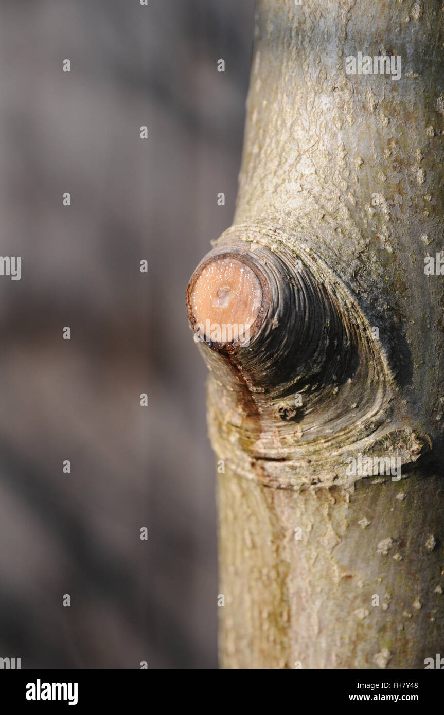Callus after pruning hi-res stock photography and images - Alamy