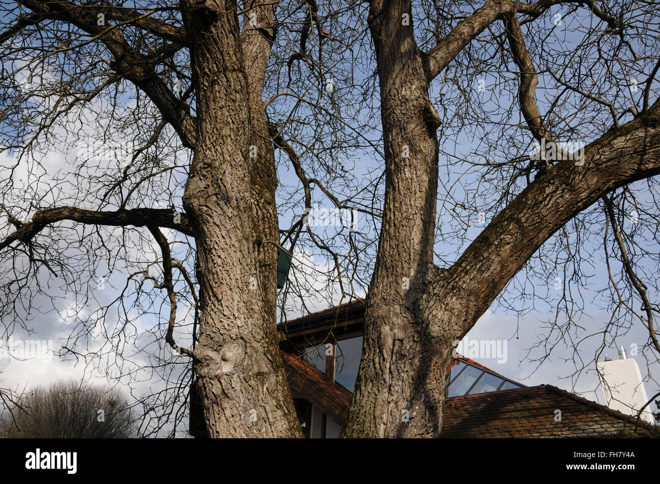 Nussbaum nut tree hi-res stock photography and images - Alamy