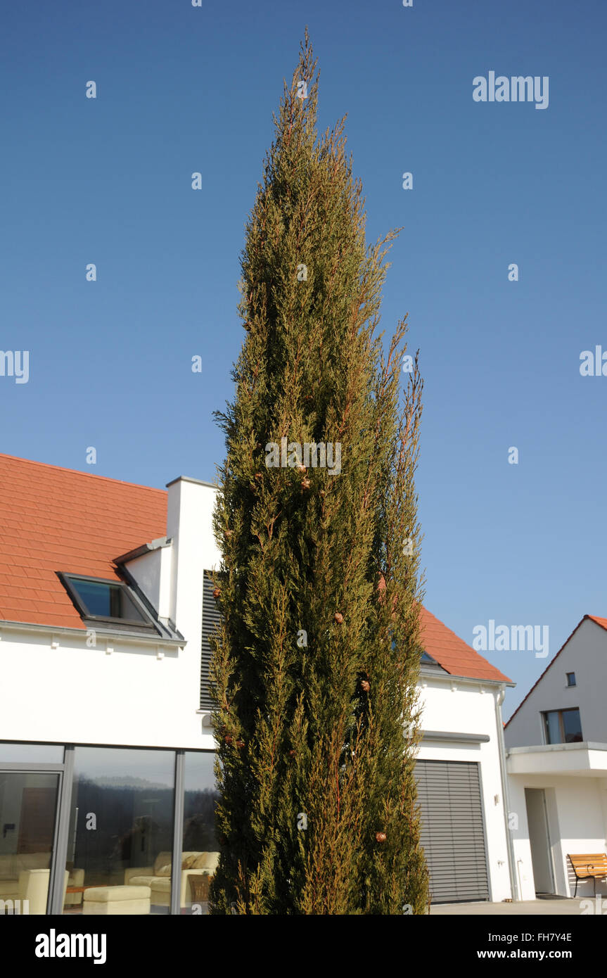 Italian cypress cupressus sempervirens hi-res stock photography and ...