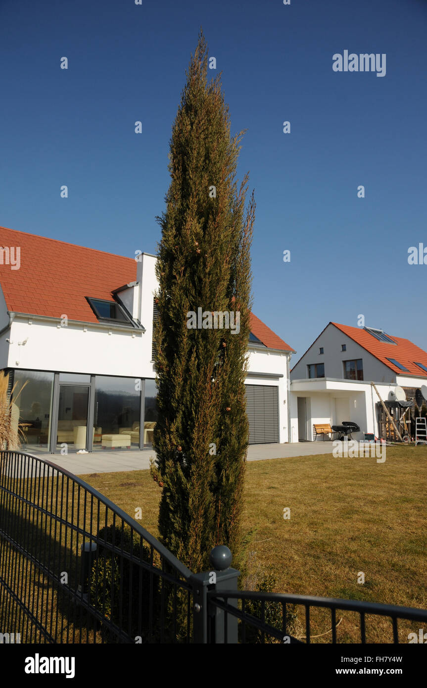 Italian cypress trees cupressus sempervirens hi-res stock photography ...