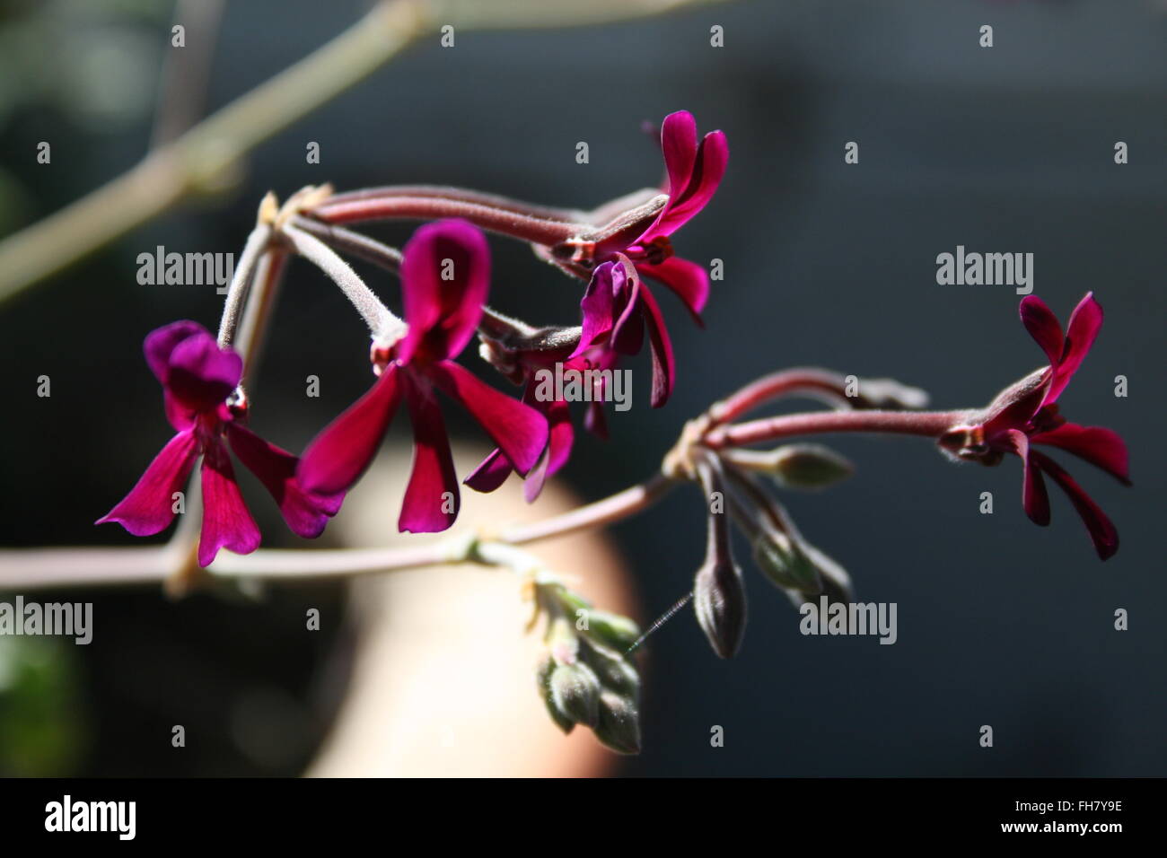 Close up of a purple pelargonium Stock Photo - Alamy