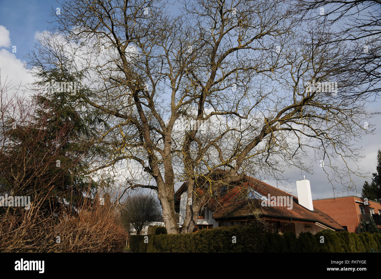 Nussbaum nut tree hi-res stock photography and images - Alamy