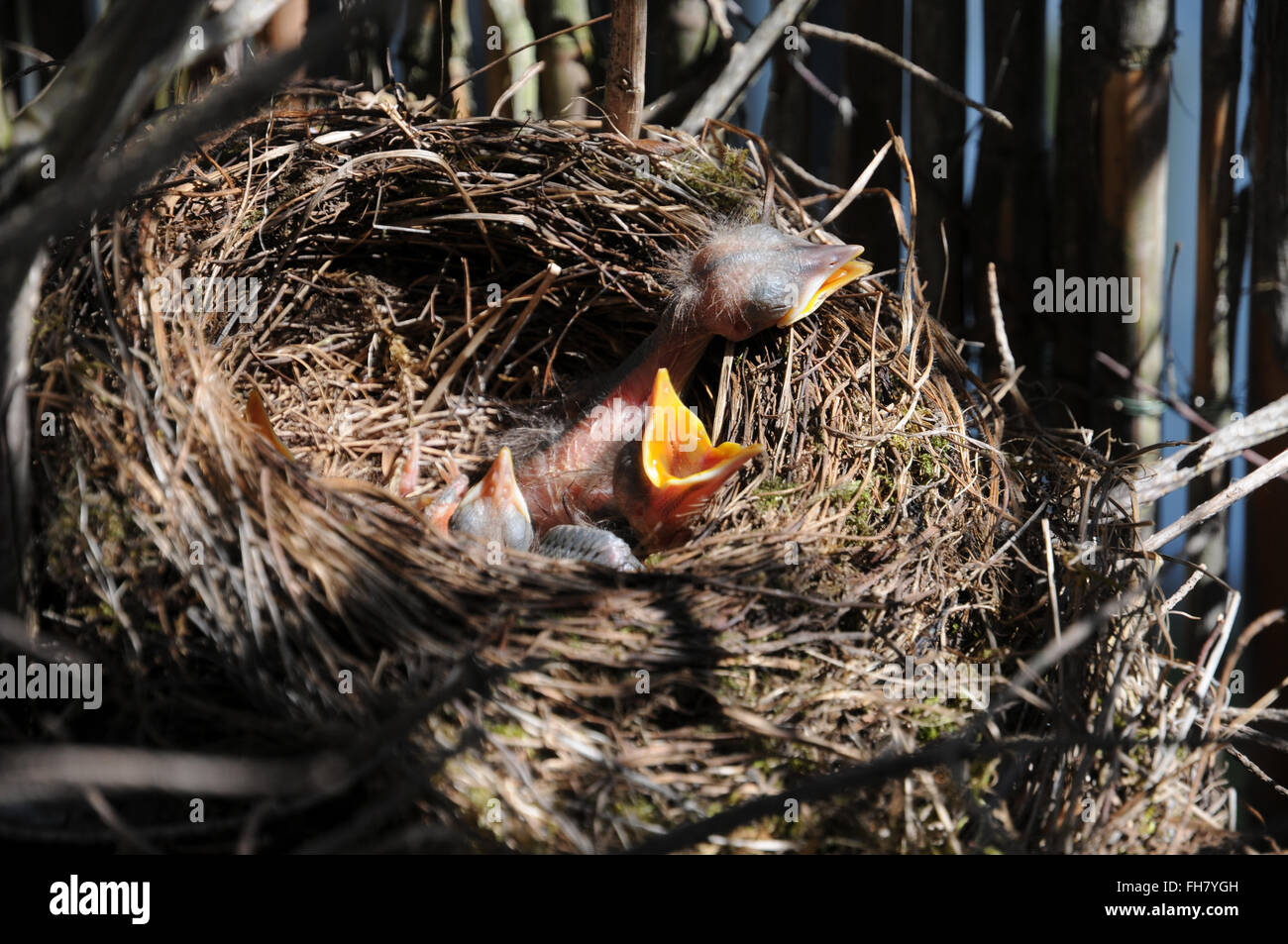 Turdus merula, Blackbird, Nest, young birds Stock Photo - Alamy