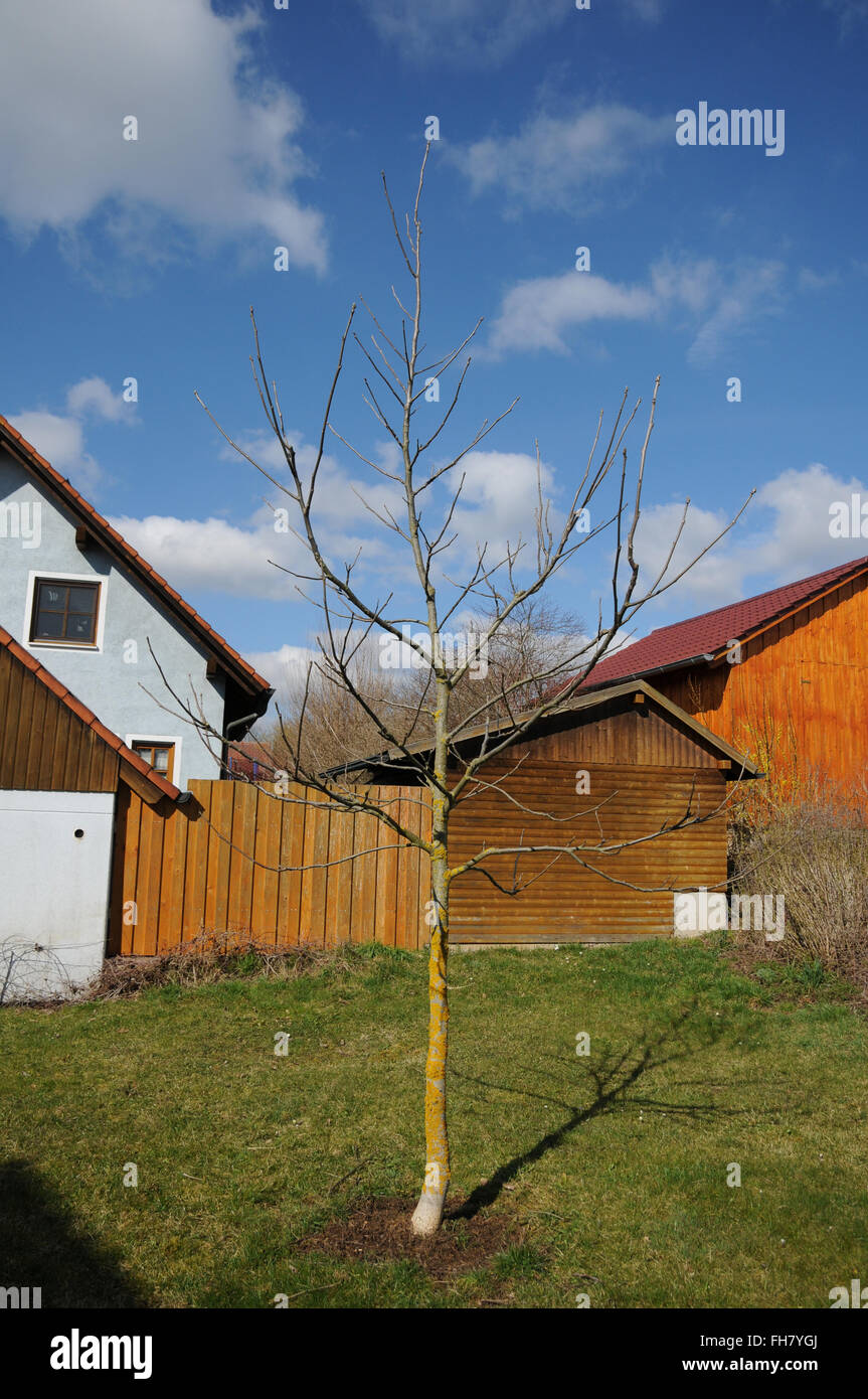 Nussbaum nut tree hi-res stock photography and images - Alamy