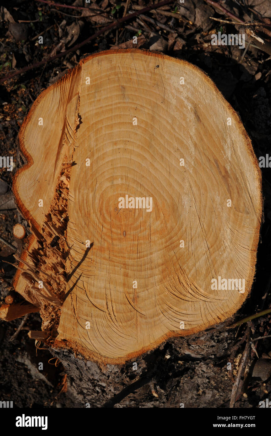 Apple tree, stump Stock Photo - Alamy