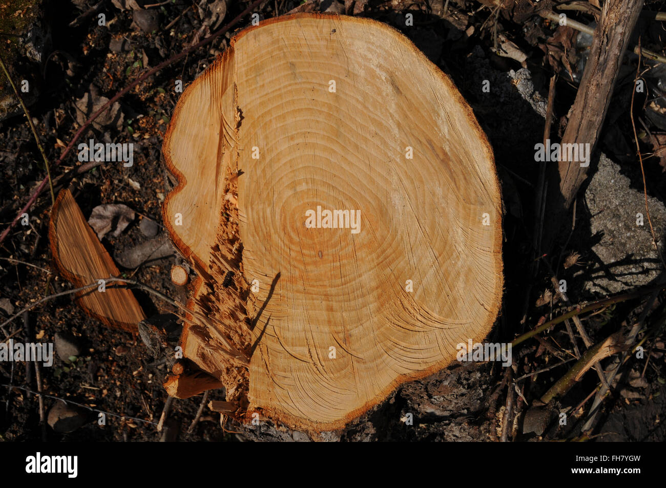 Apple tree, stump Stock Photo - Alamy