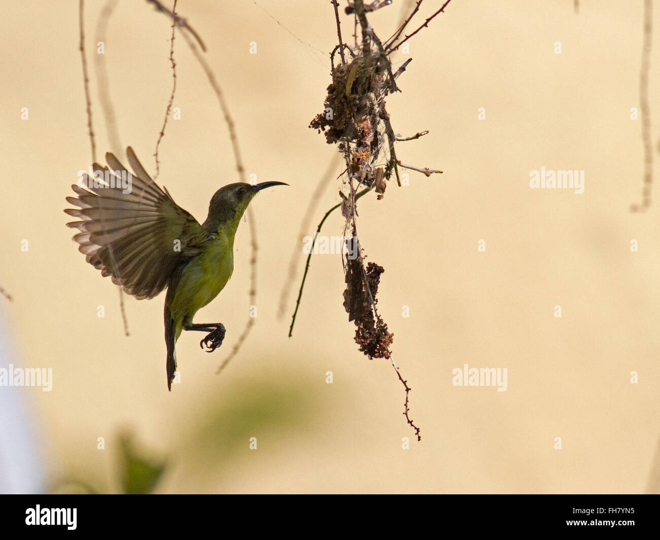 A Female Olive Backed Sunbird Nest Building In A Garden In The