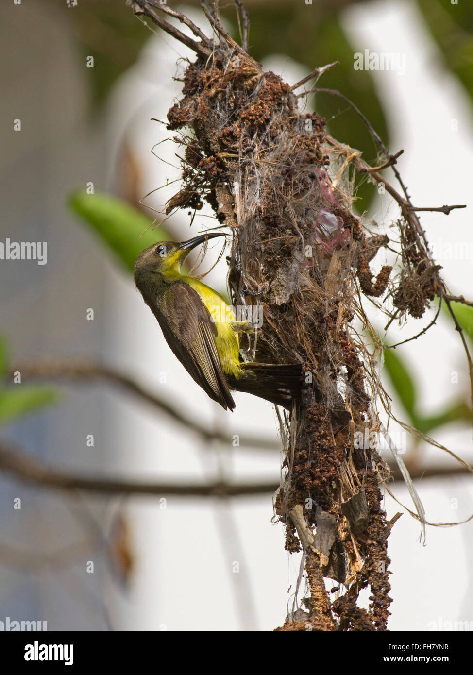 Olive Backed Sunbird Hi Res Stock Photography And Images Alamy