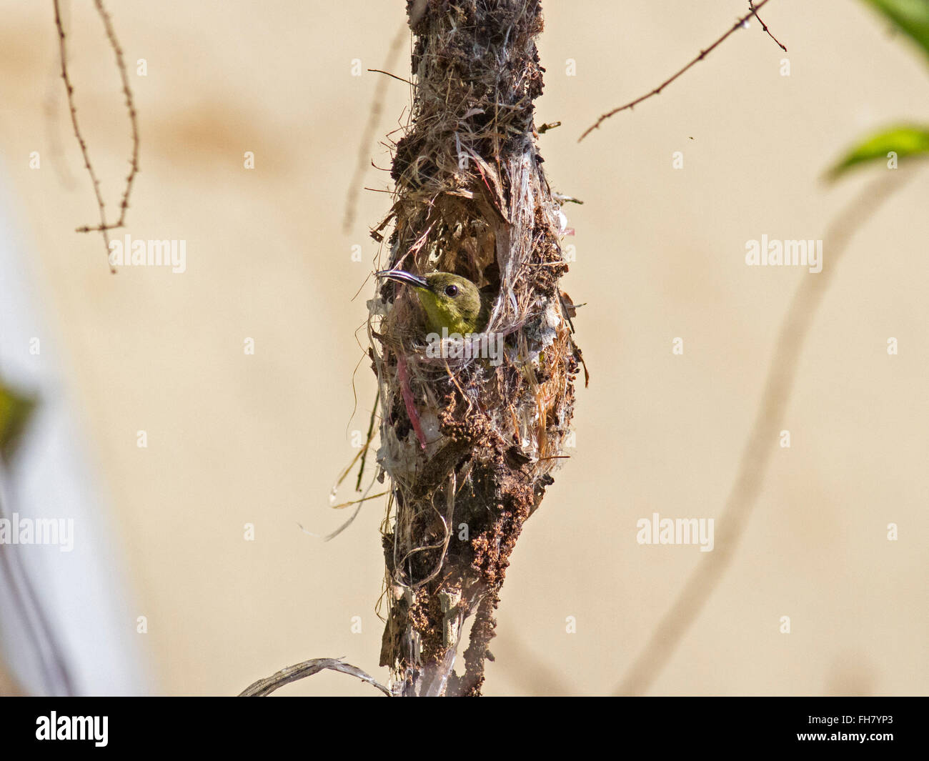 A female Olive-backed Sunbird sitting in it's nest in a garden in the ...