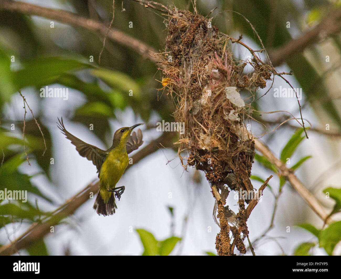 A Female Olive Backed Sunbird About To Alight On It S Nest In A Garden