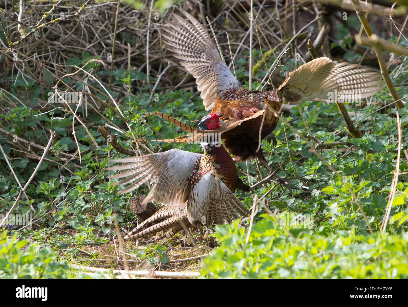 Male Pheasants Phasianus torquatus fighting over territory in woodland ...