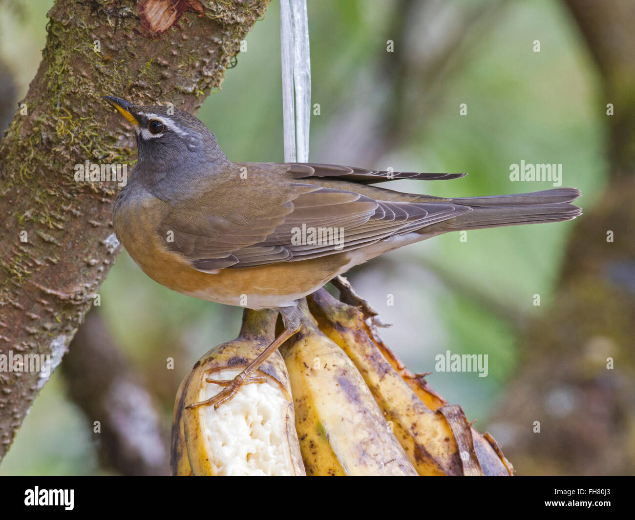 Eyebrowed thrush hi-res stock photography and images - Alamy