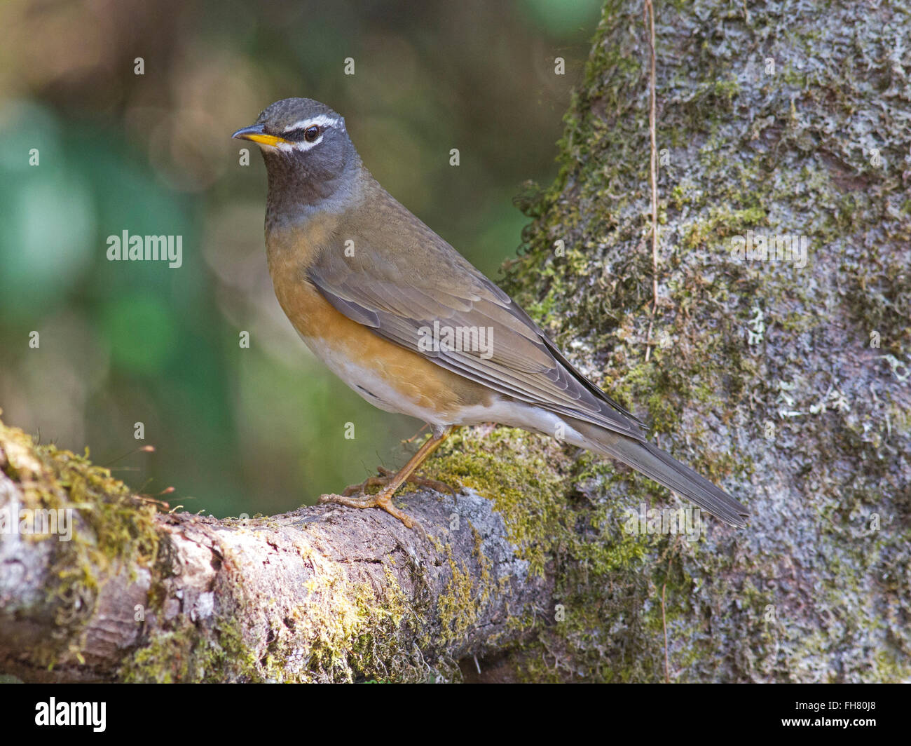 Eyebrowed thrush bird turdus hi-res stock photography and images - Alamy