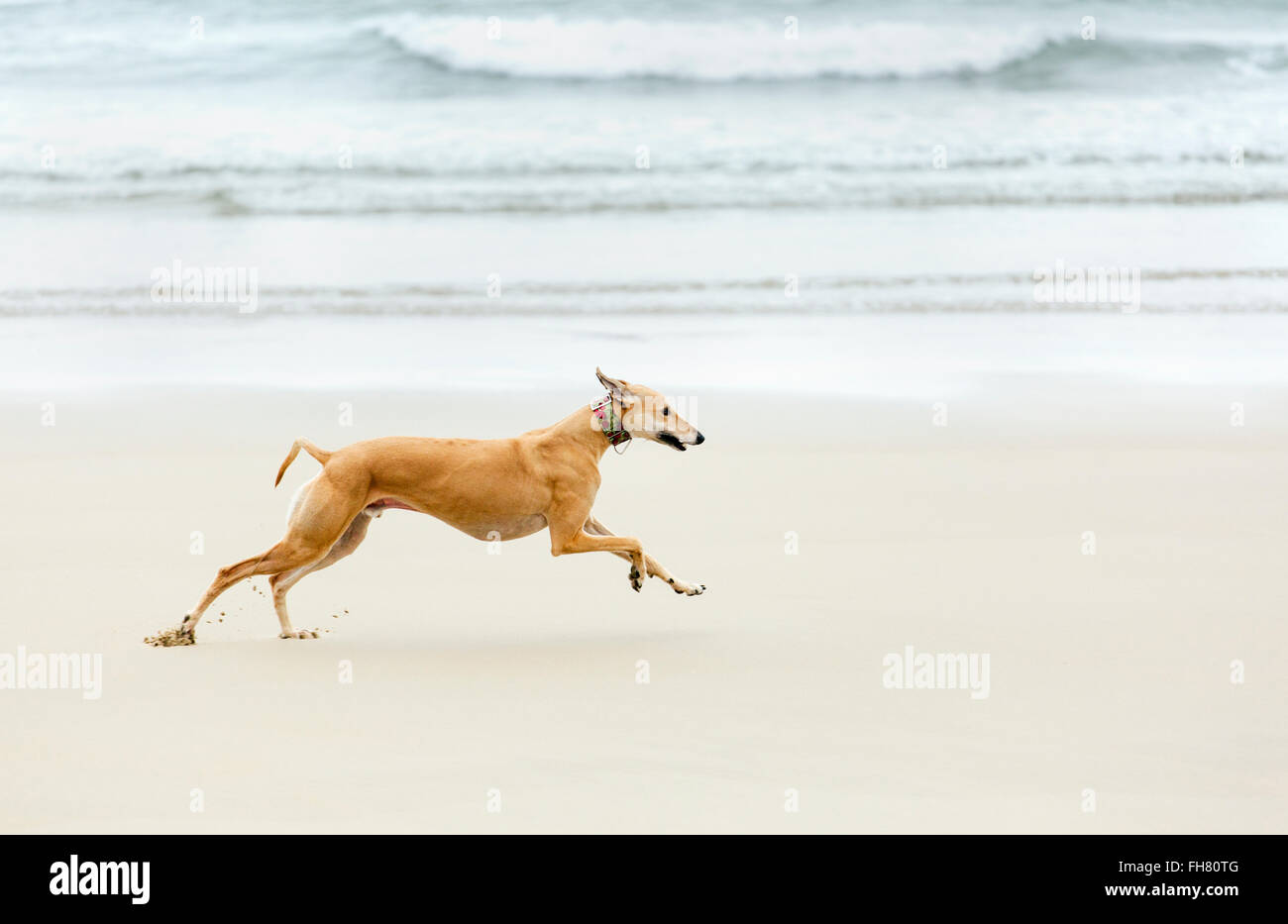 Spain, Llanes, greyhound running on the beach Stock Photo - Alamy