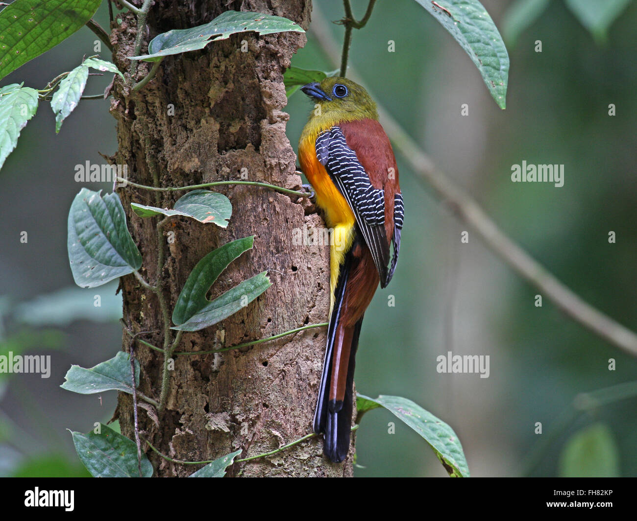 A male Orange-breasted Trogon perched at the entrance to it's nest in ...