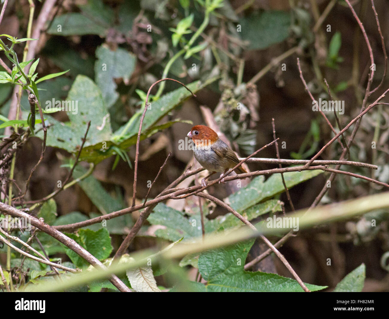 Short tailed parrotbill hi-res stock photography and images - Alamy