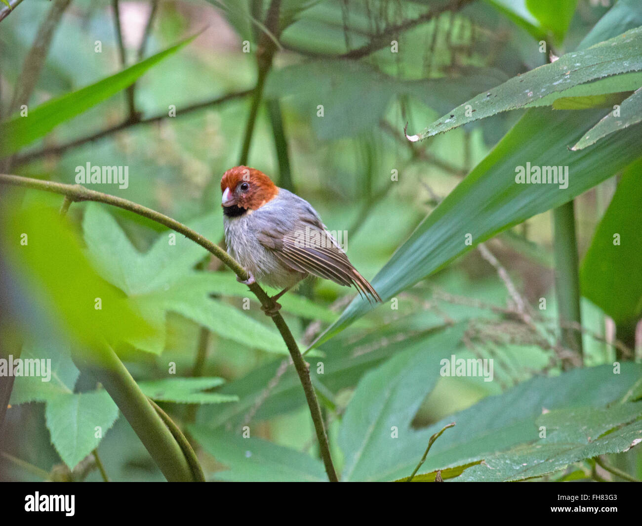 Short tailed parrotbill hi-res stock photography and images - Alamy