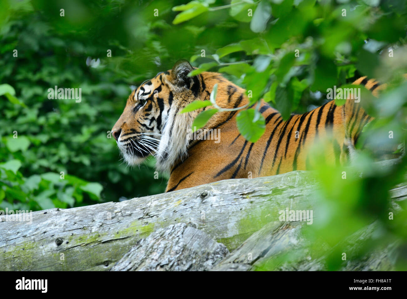 Amur tiger edinburgh zoo hi-res stock photography and images - Alamy