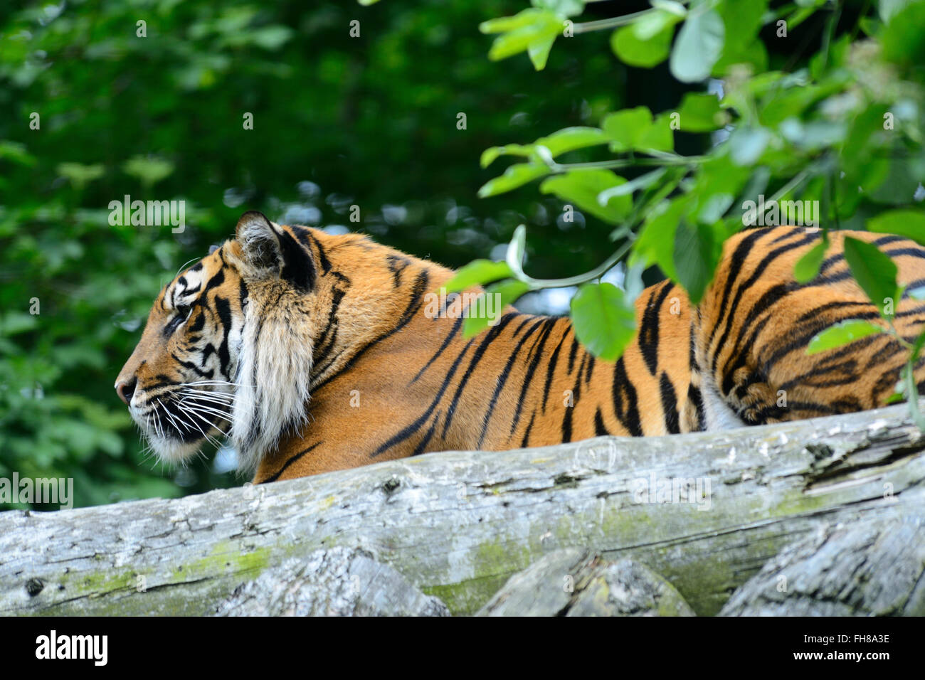 Amur tiger edinburgh zoo hi-res stock photography and images - Alamy