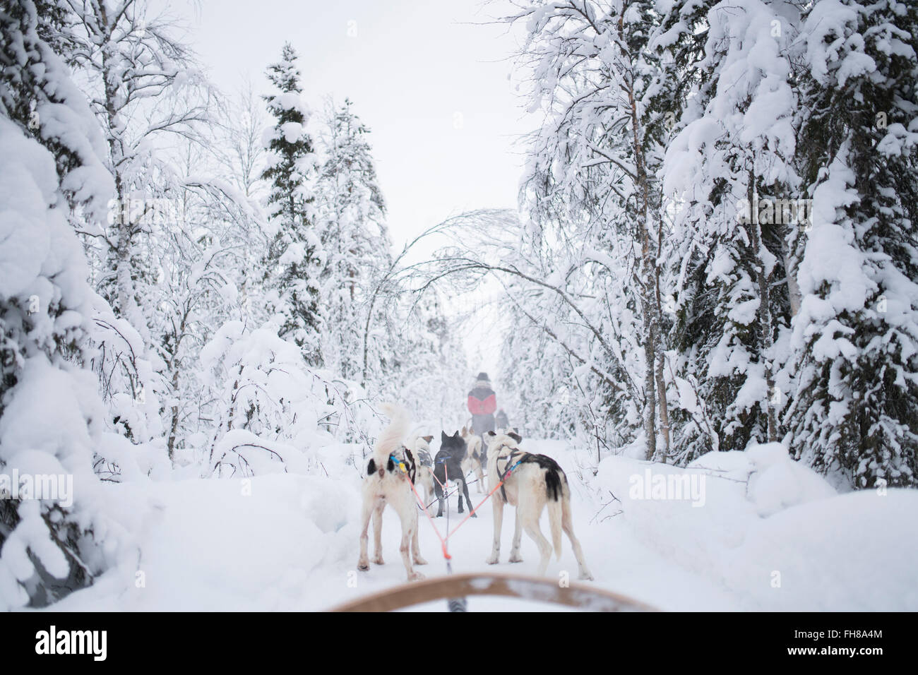 Husky Sleigh Ride, Santa Claus Village Rovaniemi, Finland Stock Photo ...