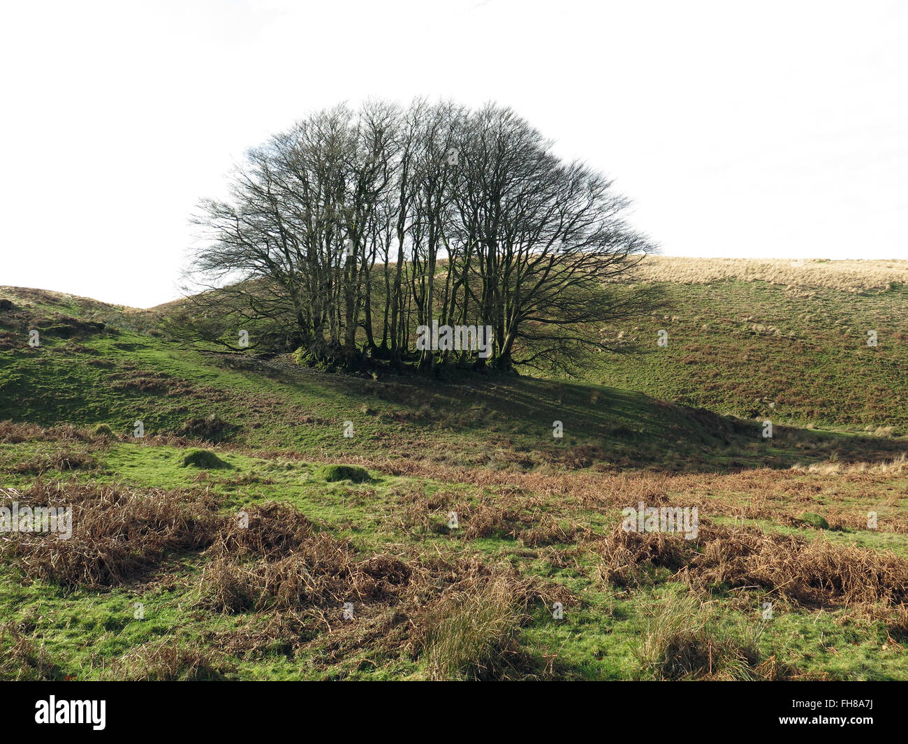 Exmoor: Chalk Water - sheep fold Stock Photo - Alamy