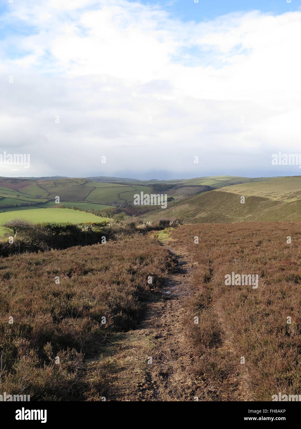 Exmoor: footpath through the heather to 'Doone Valley' Stock Photo - Alamy