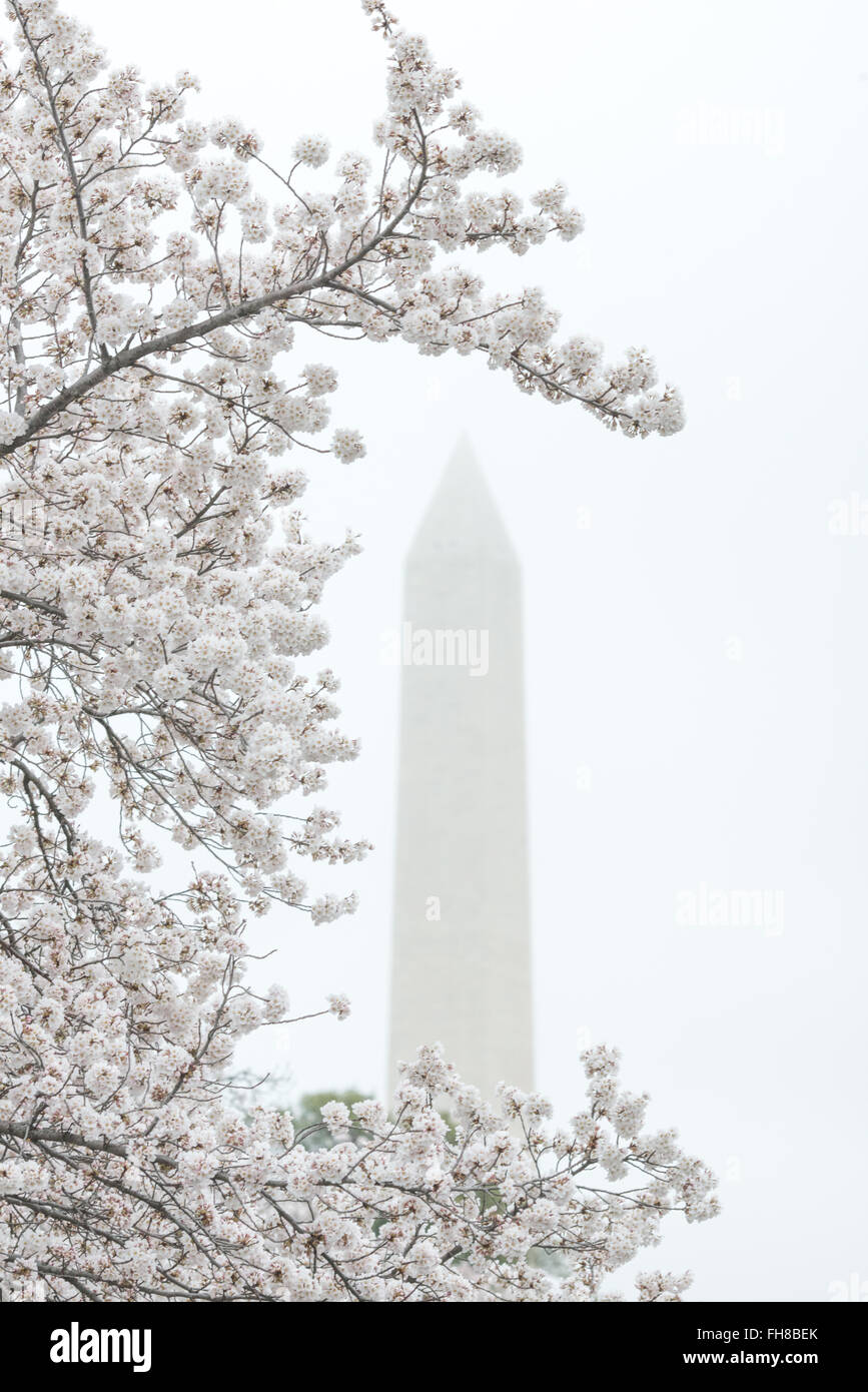 WASHINGTON DC, United States — Washington DC's cherry blossoms in bloom ...