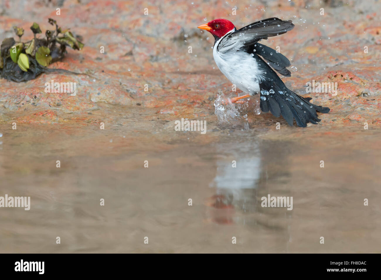 Male Yellow billed Cardinal (Paroaria capitata) bathing, Pantanal, Mato ...