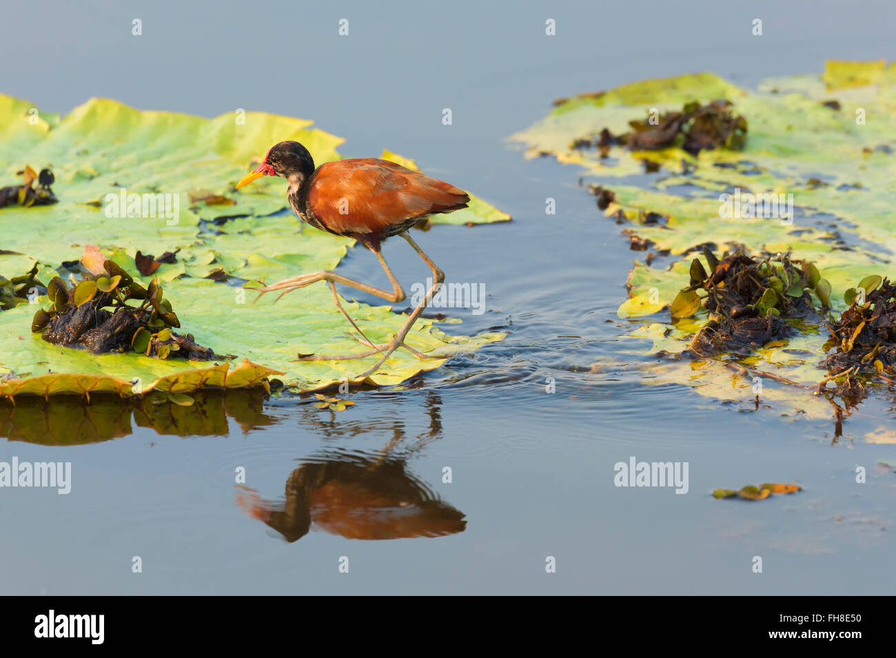 Wattled Jacana (Jacana jacana) walking on a Victoria water lily leave ...