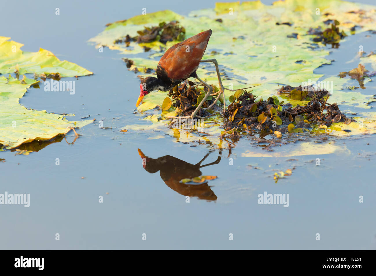 Wattled Jacana (Jacana jacana) walking on a Victoria water lily leave ...