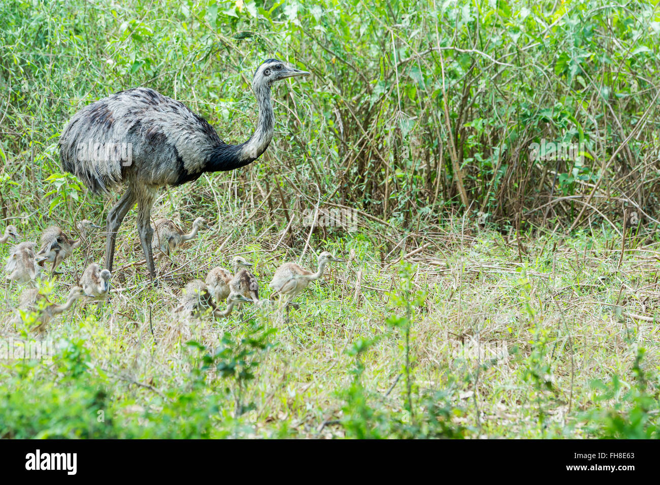 Greater Rhea (Rhea Americana) with chicks, Pantanal, Mato Grosso ...
